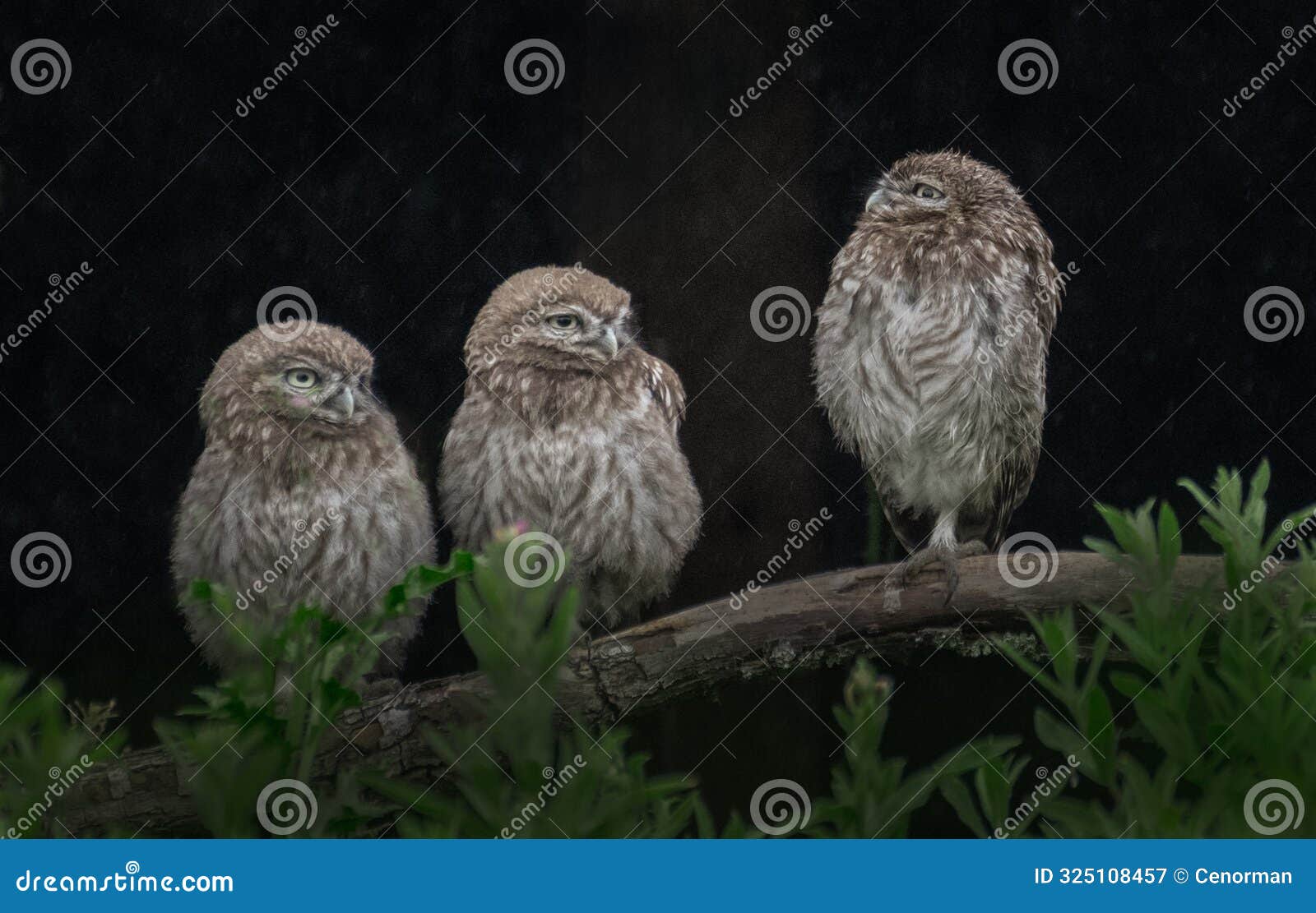 Three Little Owl Owlets on a Branch Stock Image - Image of three ...