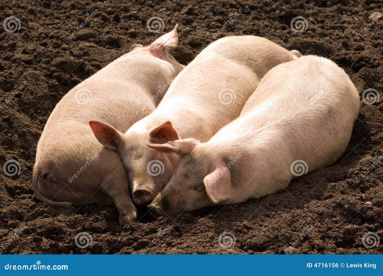 Three Little Piggies stock photo. Image of relax, piglets - 4716156