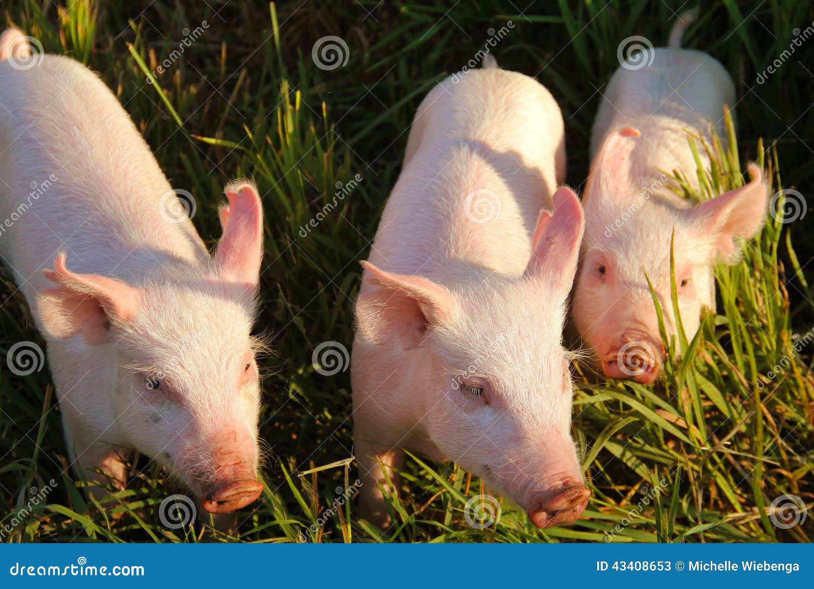Three Little Piglets stock image. Image of farming, ears - 43408653