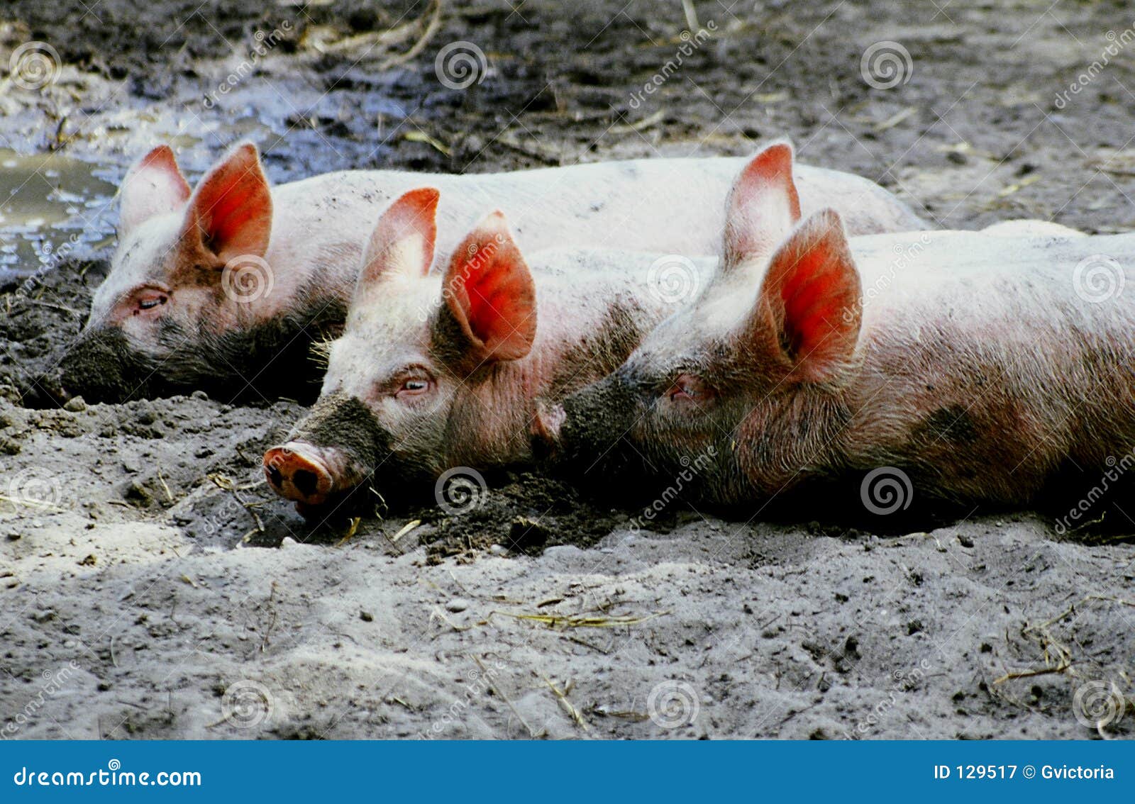 Three little pigs stock image. Image of pens, rolling, skin - 129517