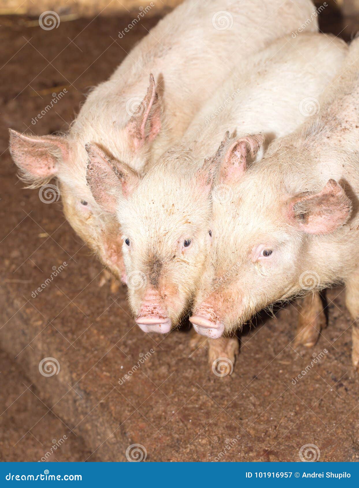 Three Little Pigs on the Farm Stock Image - Image of small, nature ...