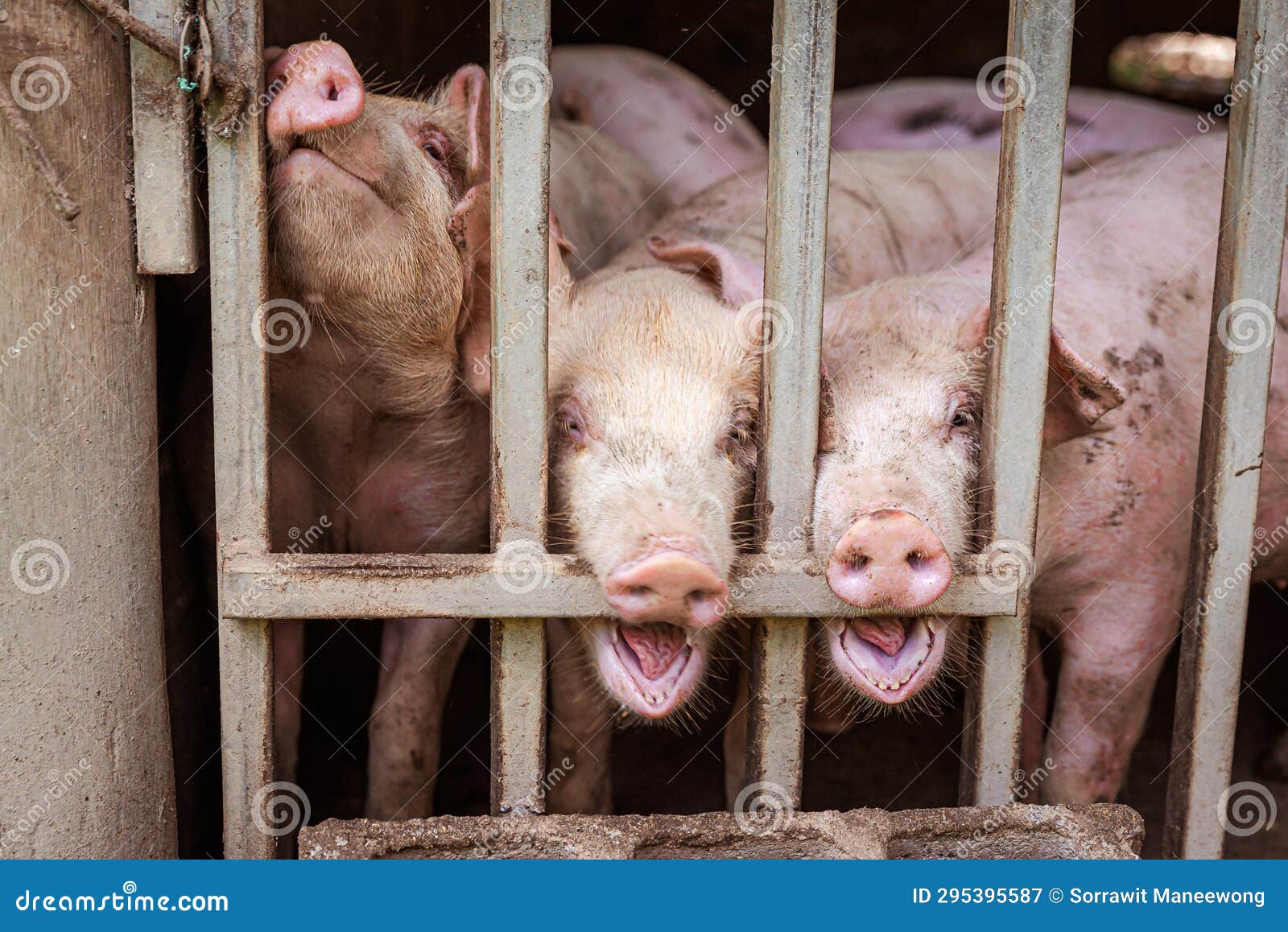 Three Little Pigs are on the Farm Stock Image - Image of house, farmer ...