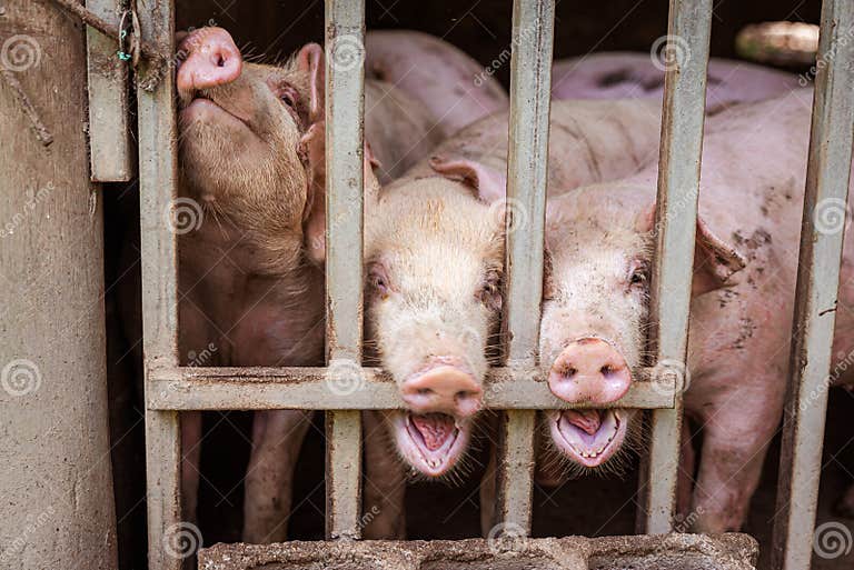 Three Little Pigs are on the Farm Stock Image - Image of house, farmer ...