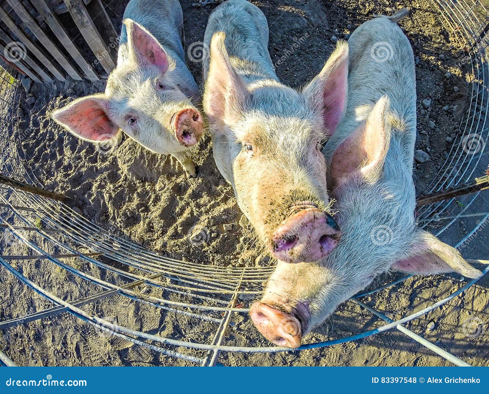 Three Little Pigs on the Farm Stock Photo - Image of cartoon, mammal ...