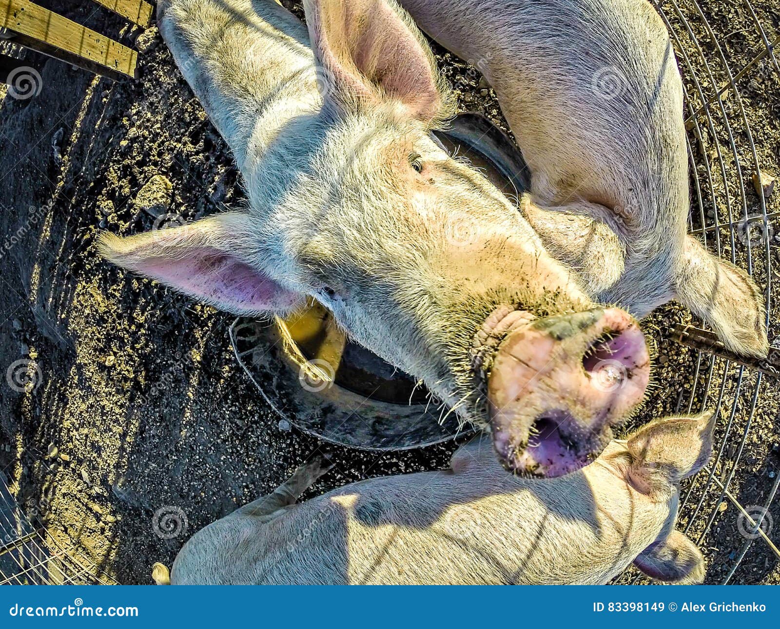 Three Little Pigs on the Farm Stock Image - Image of fence, closeup ...