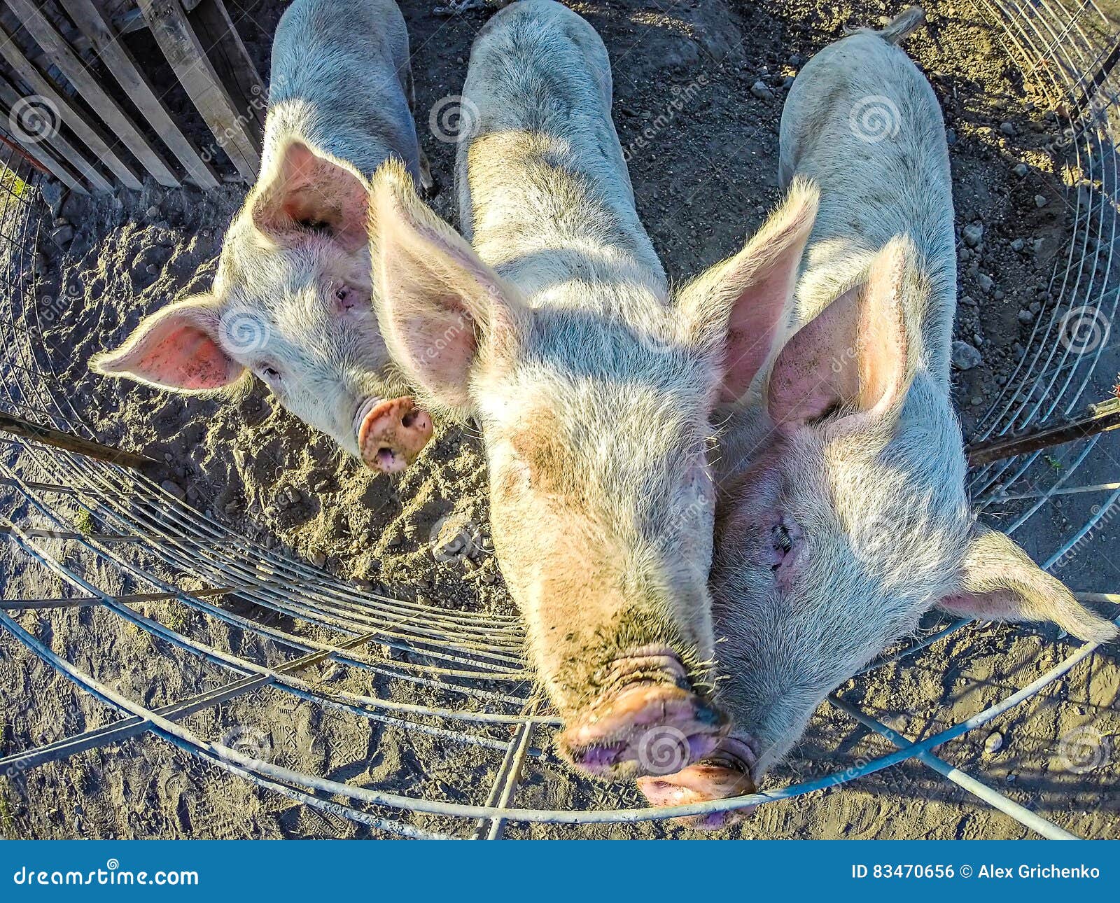 Three Little Pigs on the Farm Stock Photo - Image of dirt, farming ...
