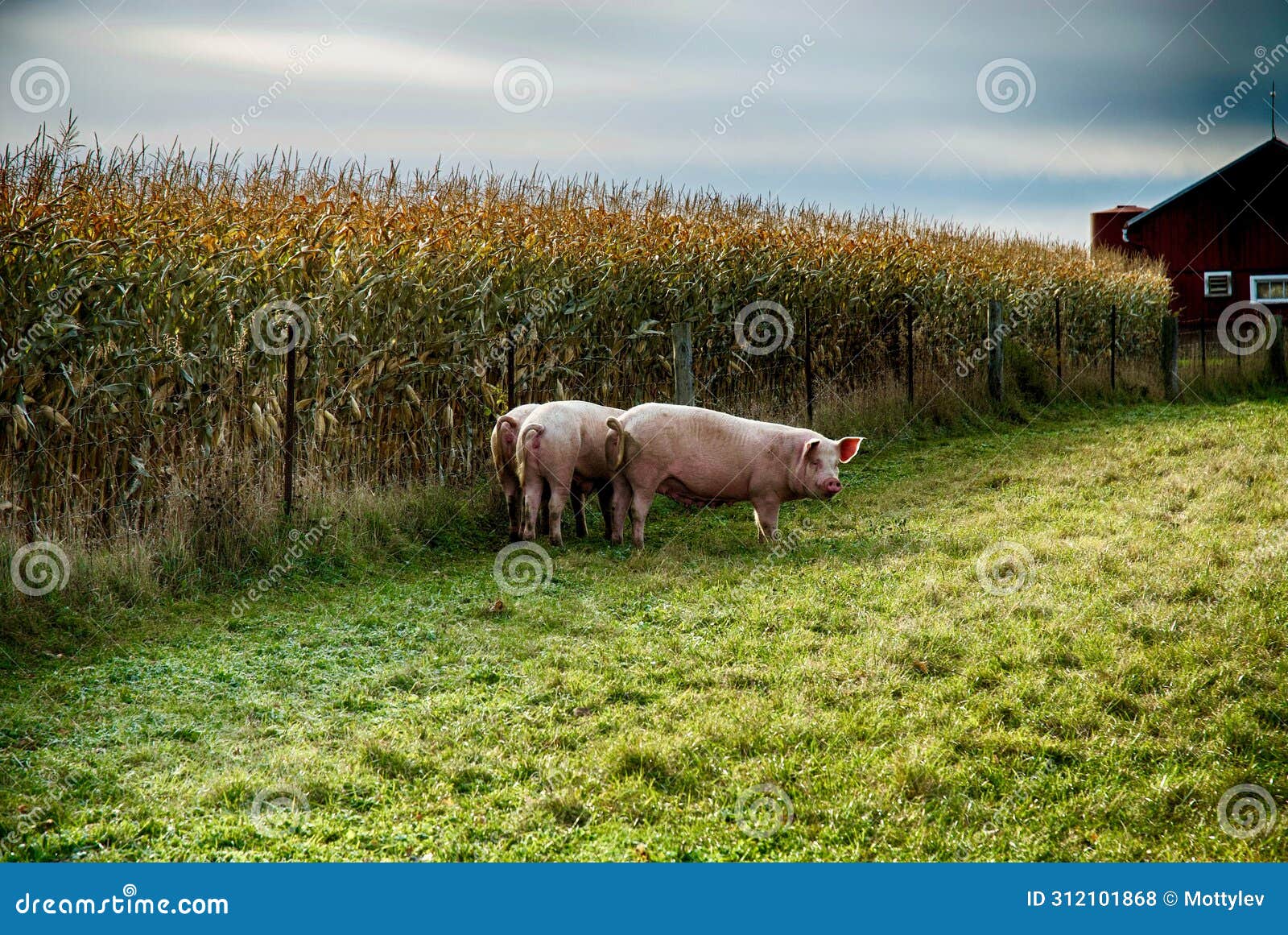 Three Little Pigs at the Farm. Canada Stock Photo - Image of three ...