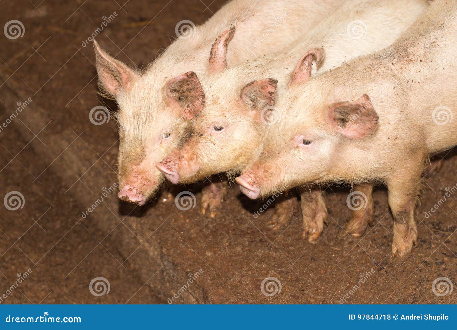 Three Little Pigs on the Farm Stock Photo - Image of little, piglet ...