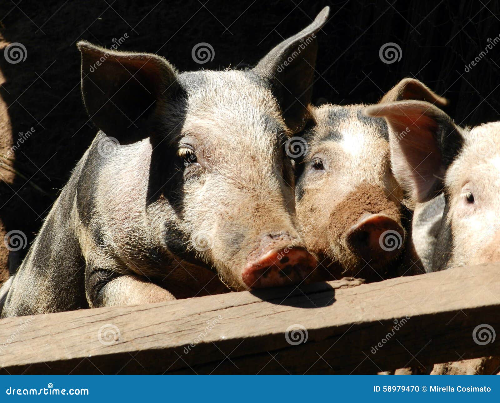 Three Little Pigs stock photo. Image of piglets, hungry - 58979470