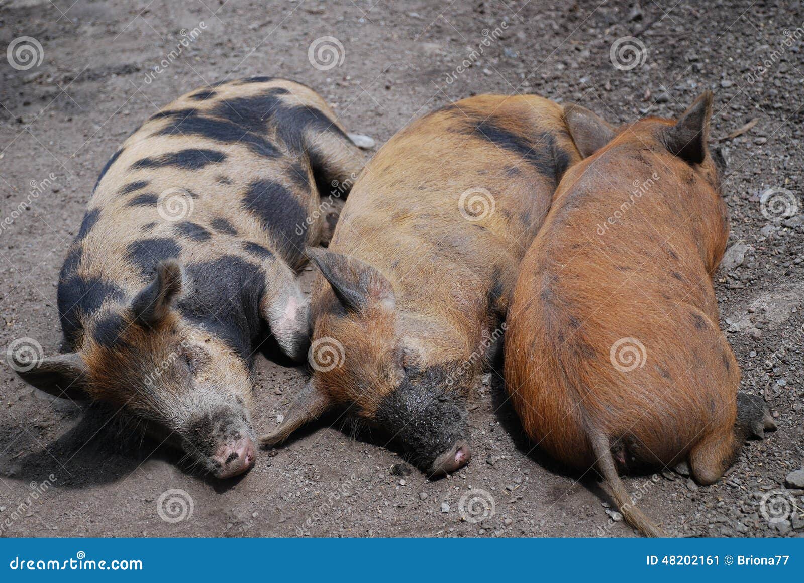 Three little pigs stock image. Image of pigs, farm, relaxing - 48202161