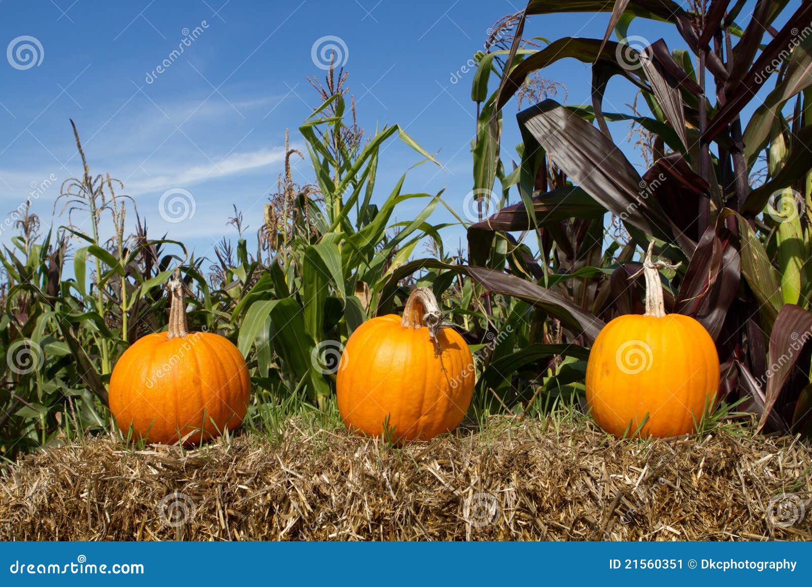 Three Little Pumpkins stock image. Image of pumpkins - 21560351