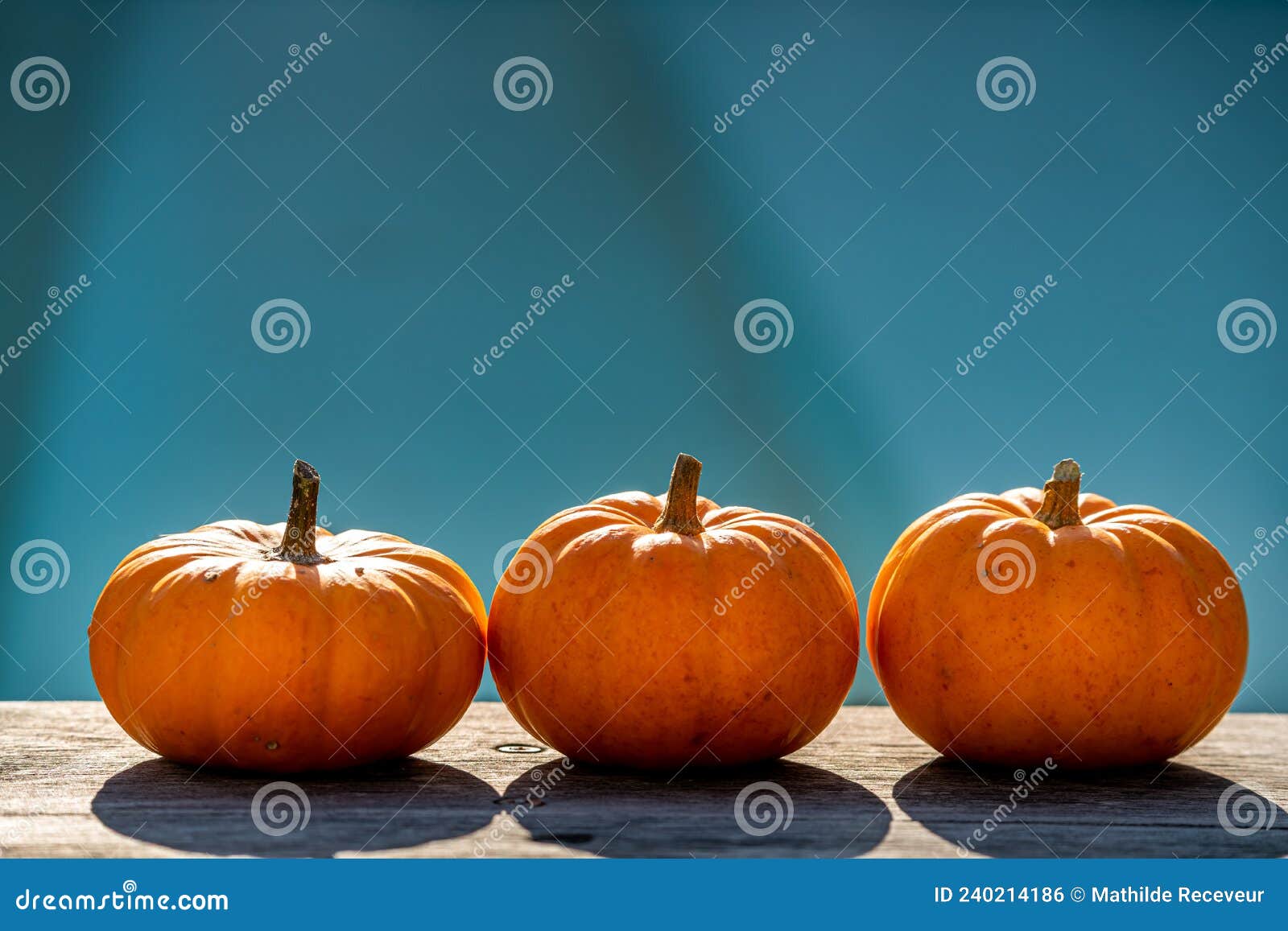 Three Little Pumpkins on a Wooden Table with Beautiful Blurred Blue ...