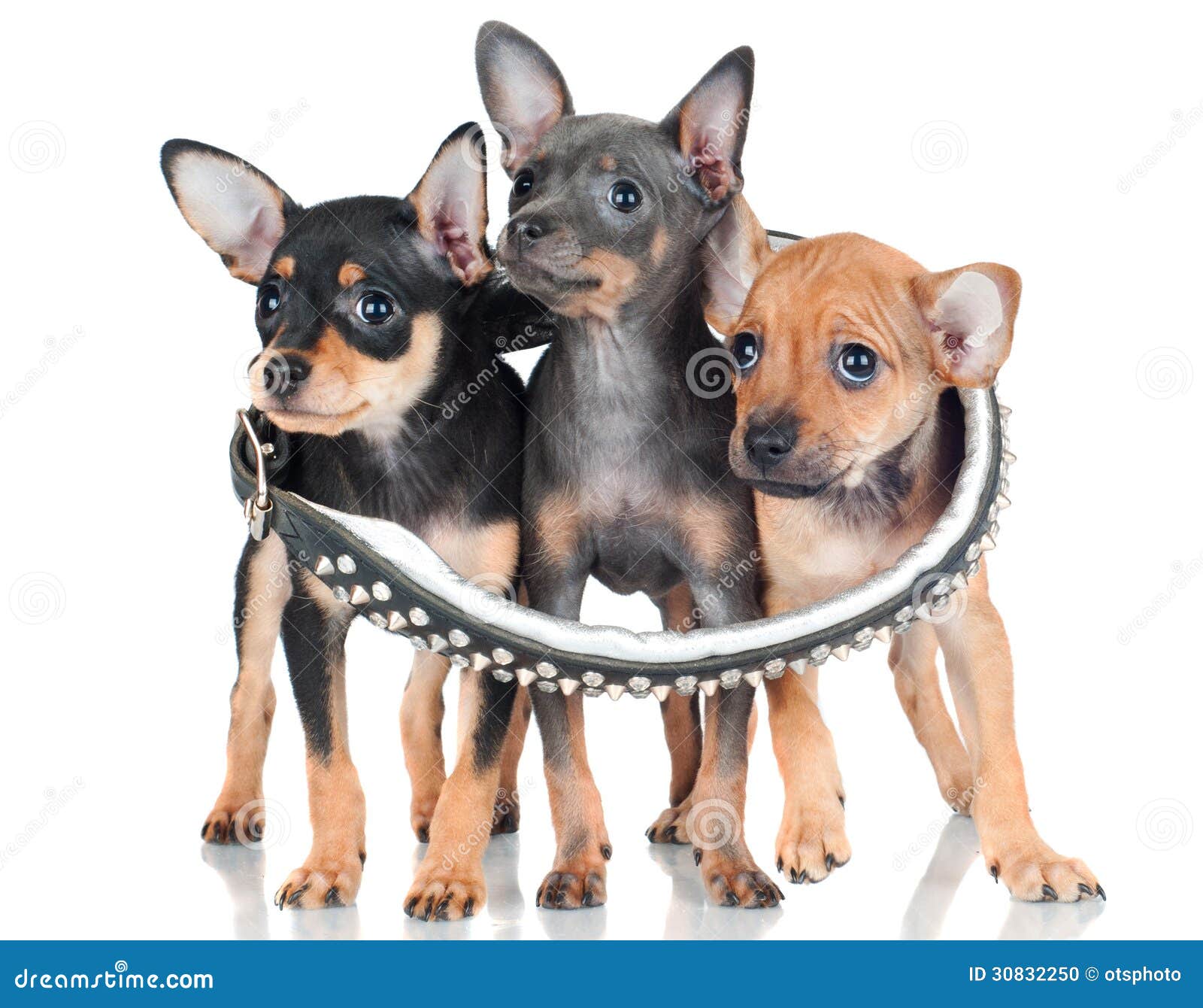 Three Little Puppies in a Collar Stock Photo - Image of cute, purebred ...