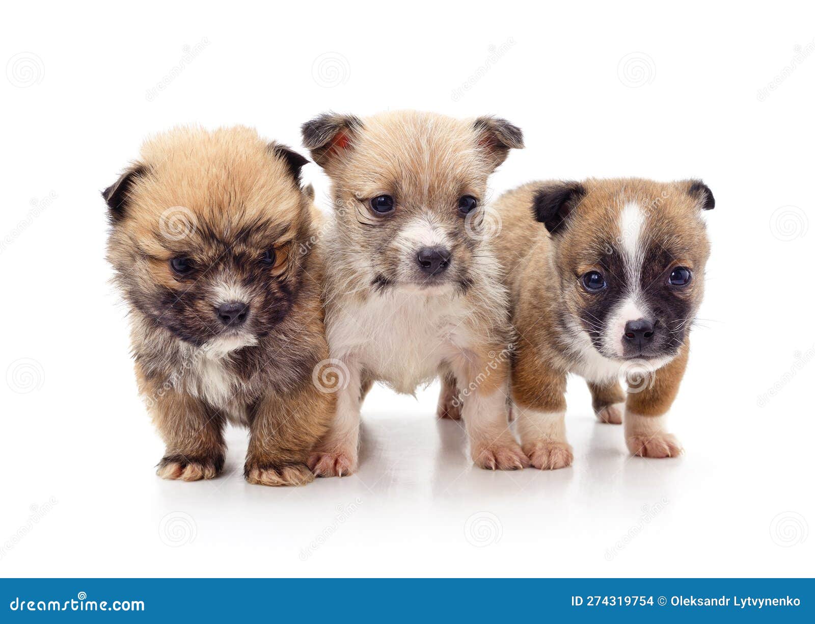 Three little puppies stock photo. Image of isolated - 274319754