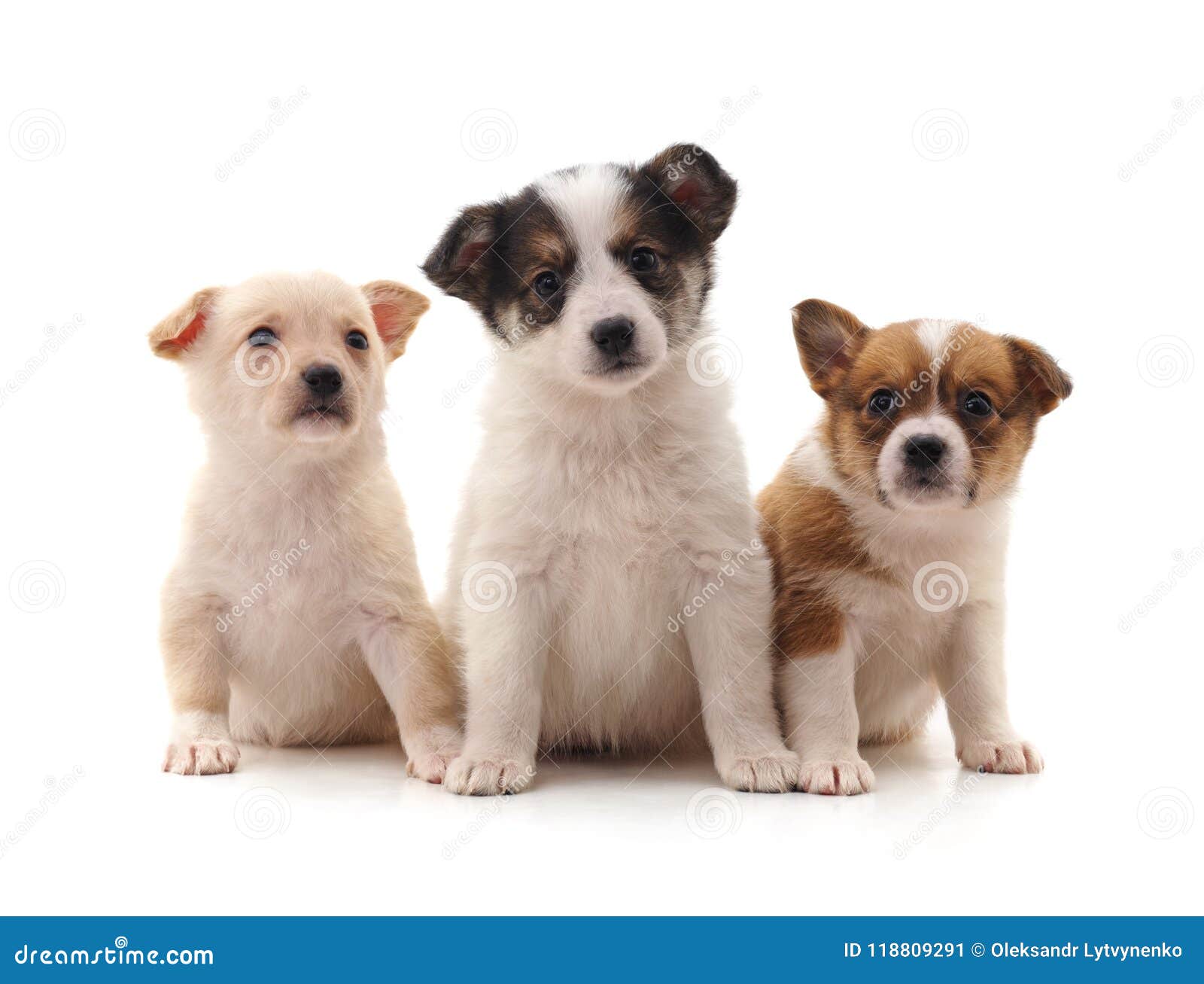 Three little puppies. stock image. Image of life, puppies - 118809291