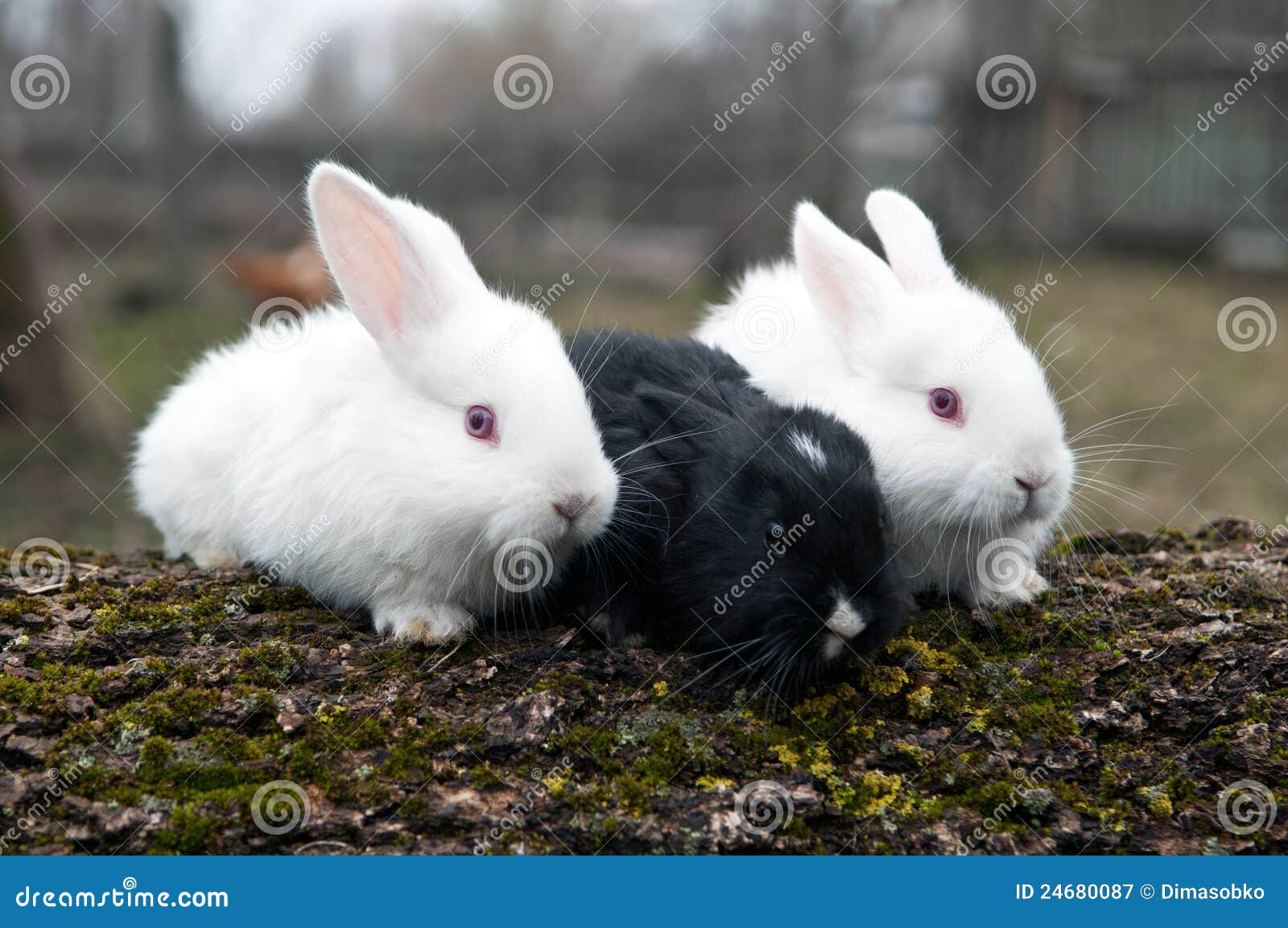 Three little rabbits stock image. Image of natural, little - 24680087