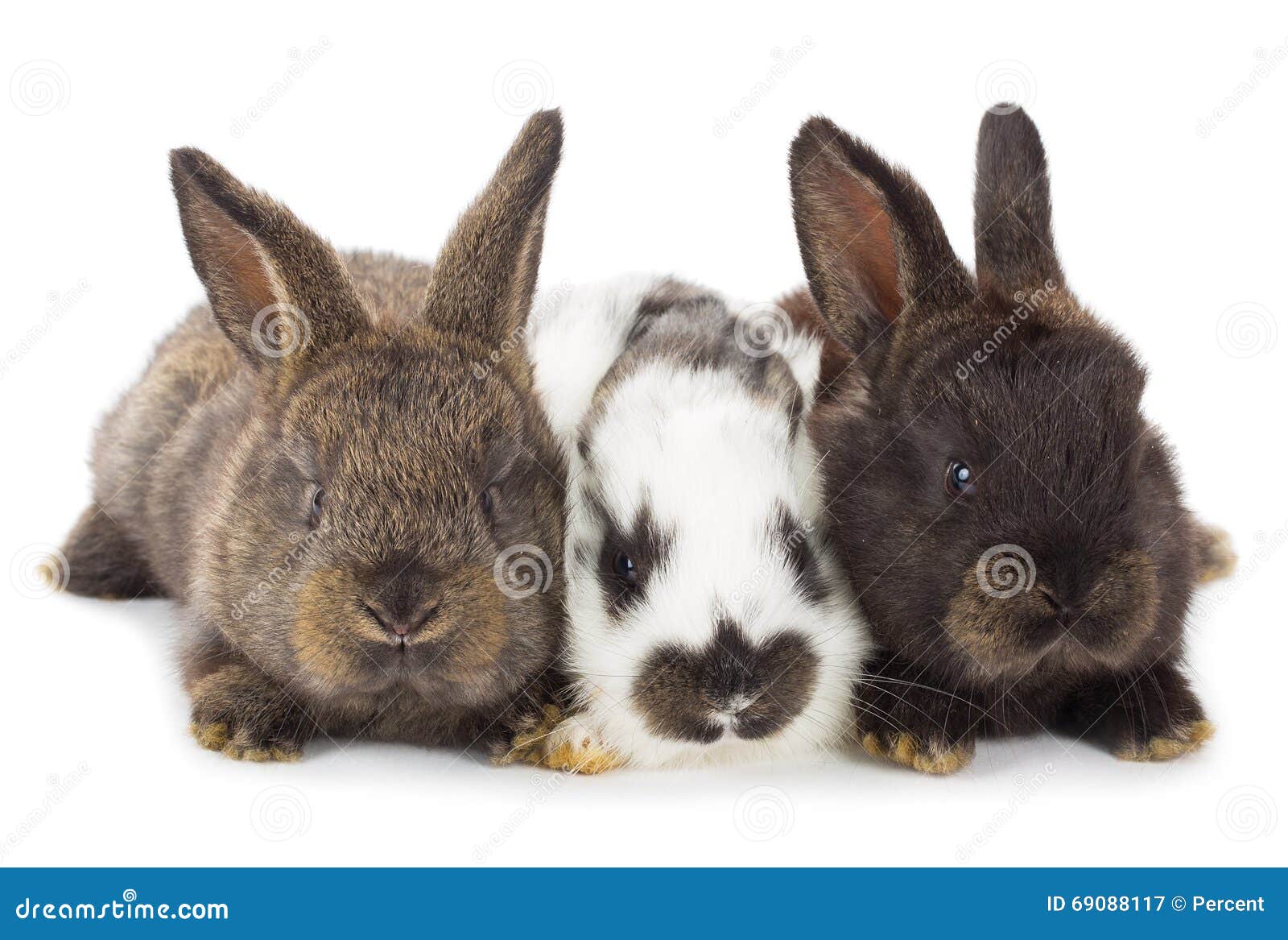 Three little rabbits stock image. Image of cute, macro - 69088117