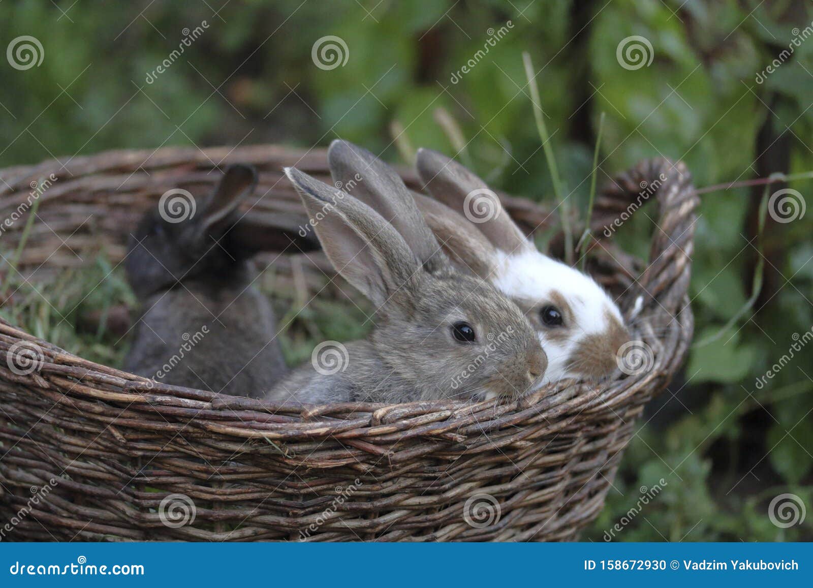 Three Little Rabbits of Different Colors Sit Side by Side in a Wicker ...