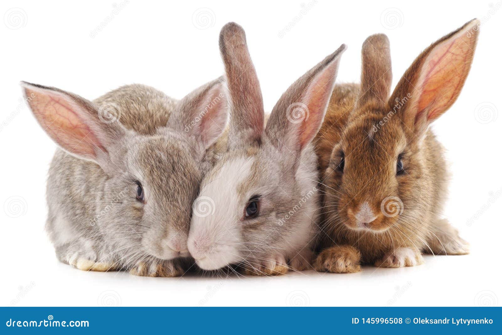Three little rabbits stock photo. Image of white, easter - 145996508