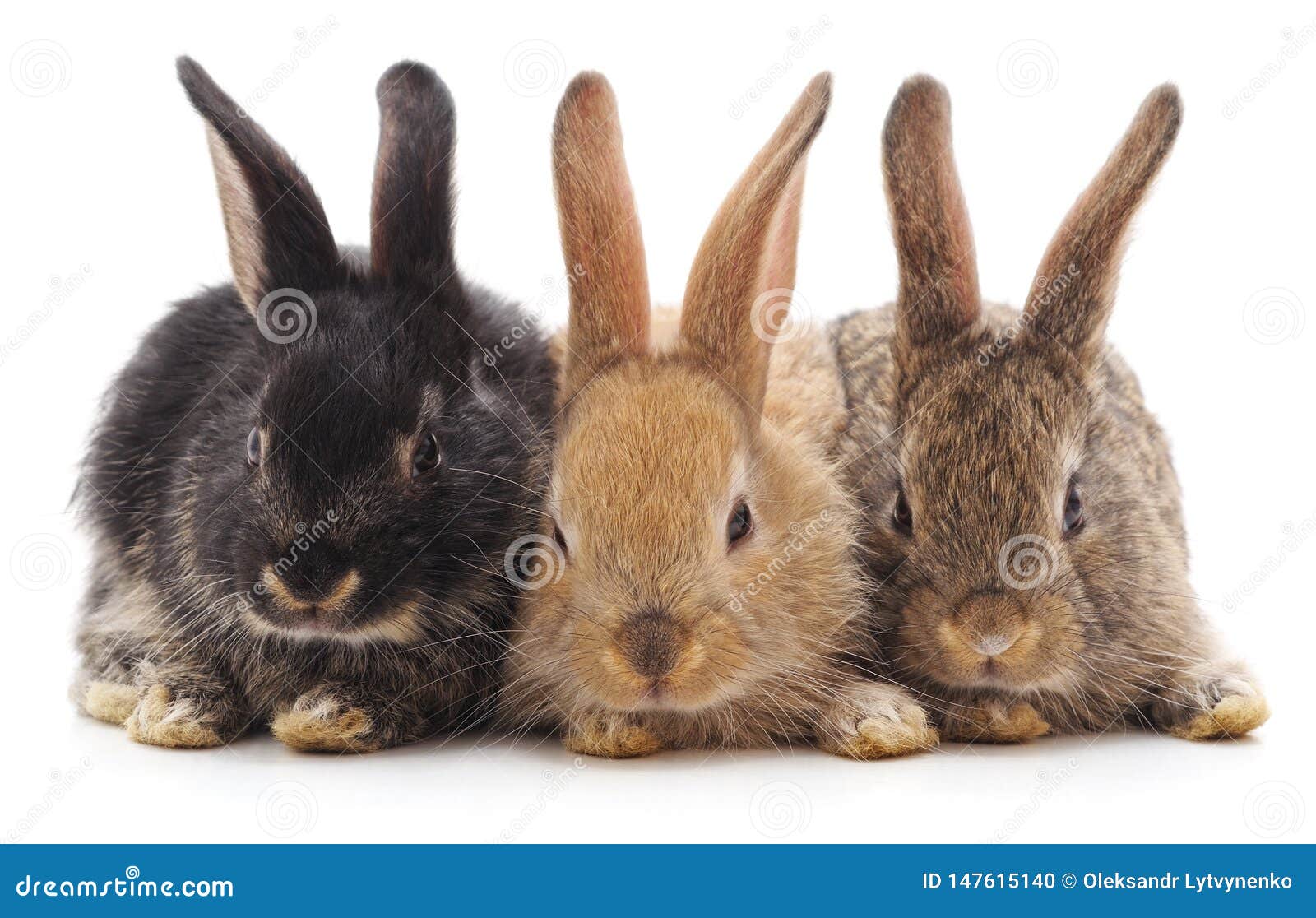 Three little rabbits stock photo. Image of gray, three - 147615140