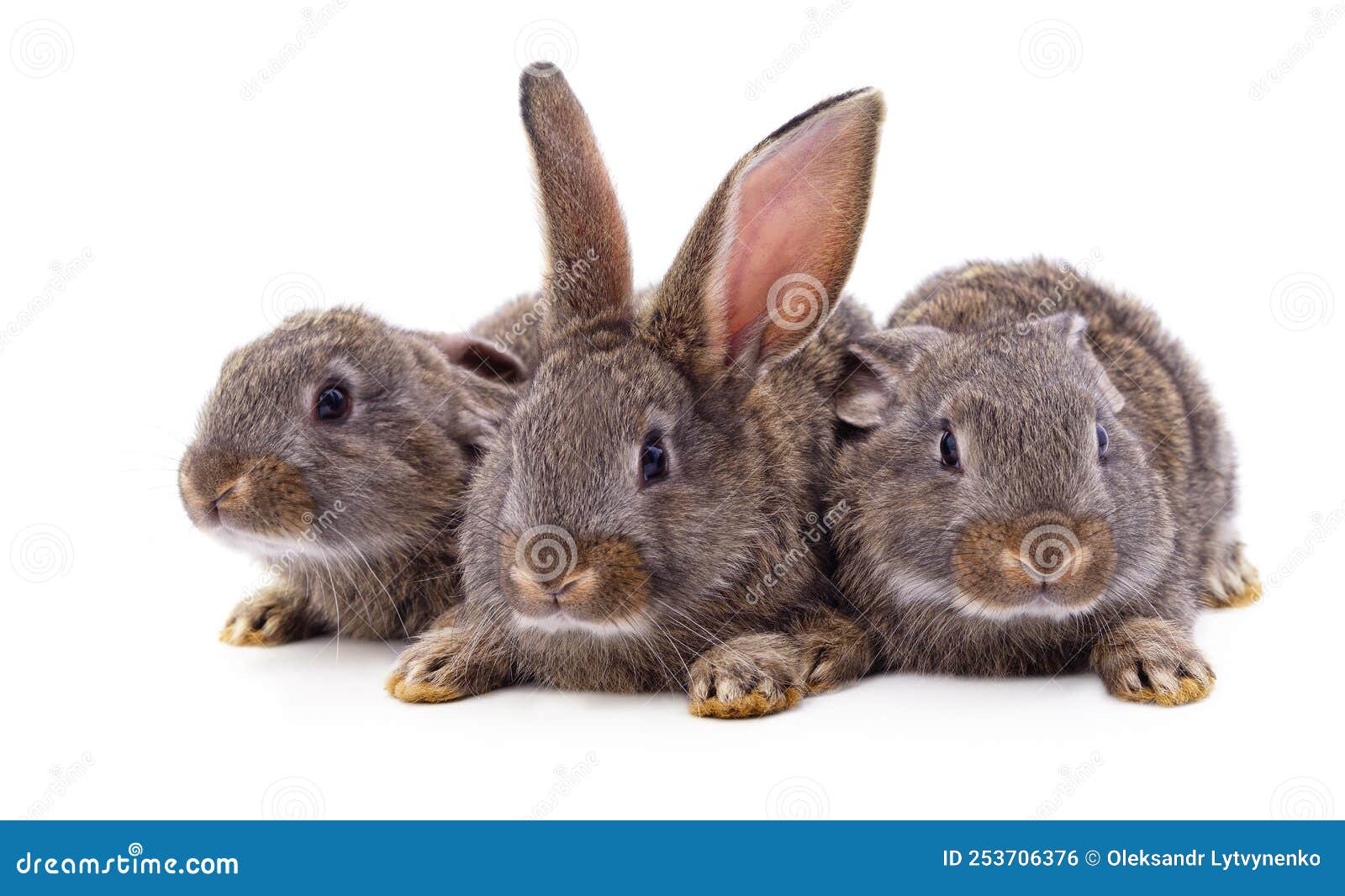 Three little rabbits stock photo. Image of rabbits, hare - 253706376