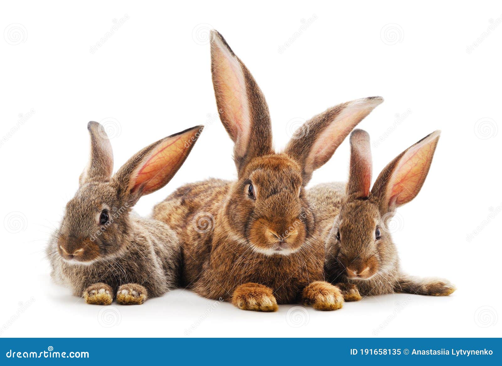 Three little rabbits stock image. Image of meat, rabbits - 191658135