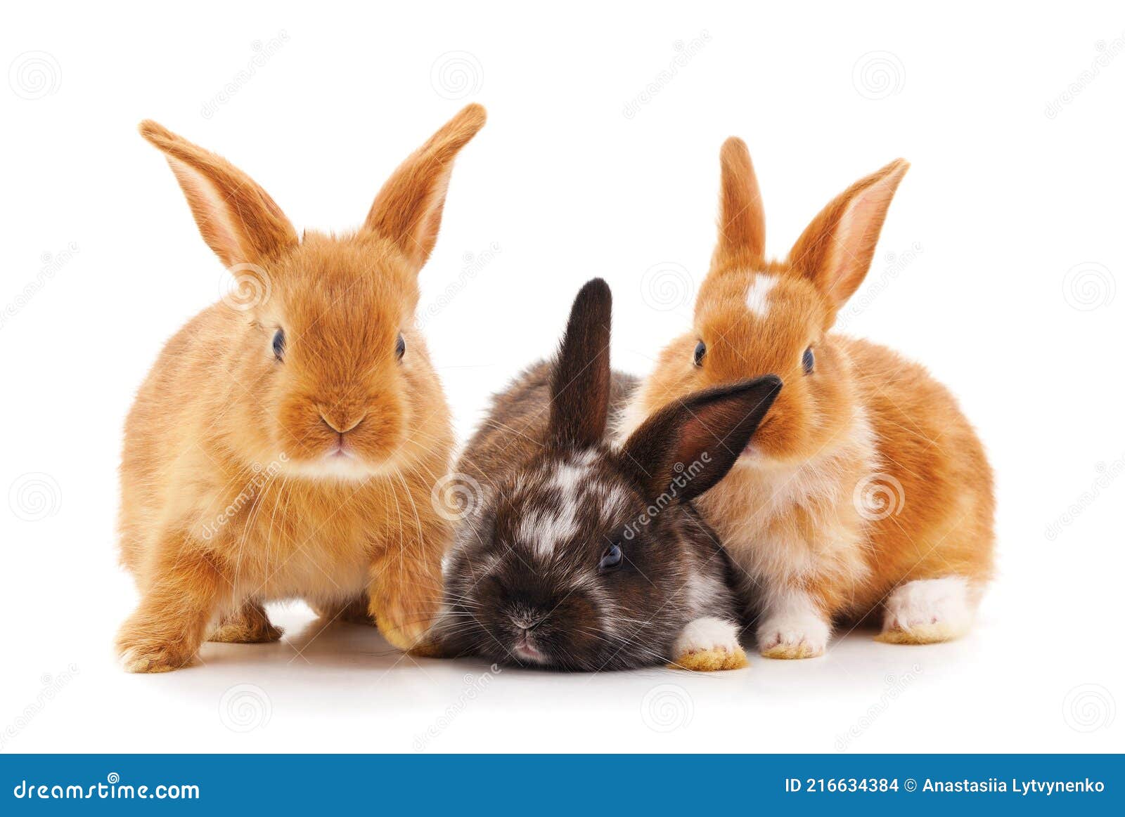 Three little rabbits stock photo. Image of rabbits, three - 216634384