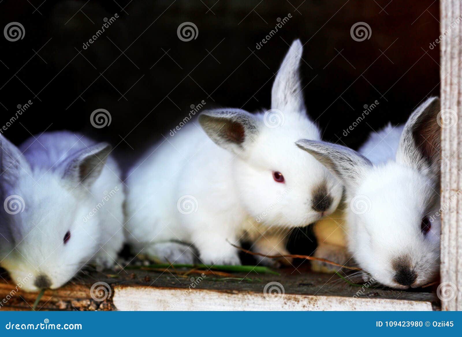 Three little rabbits. stock photo. Image of fluffy, mammal - 109423980