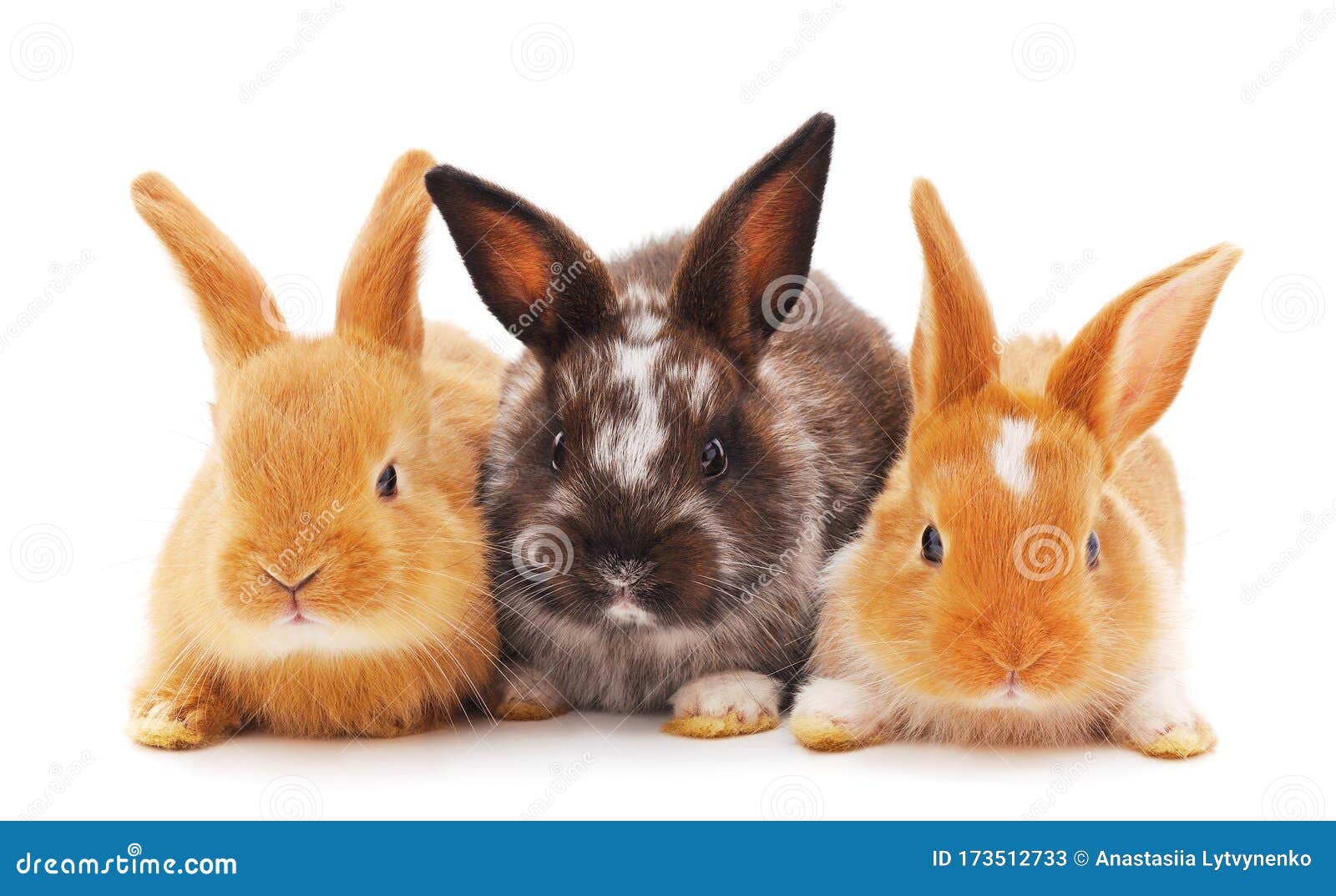 Three little rabbits stock image. Image of love, village - 173512733