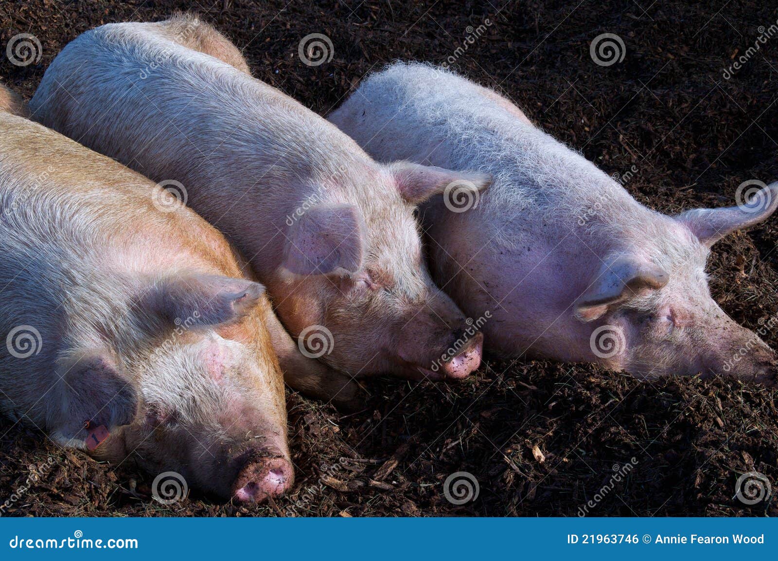 Three Little Teenage Girls In Zombie Costumes Crawl Along The Roof Of ...