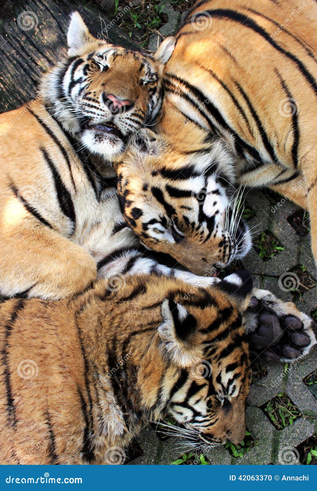 Three little tigers stock photo. Image of orange, sleeping - 42063370