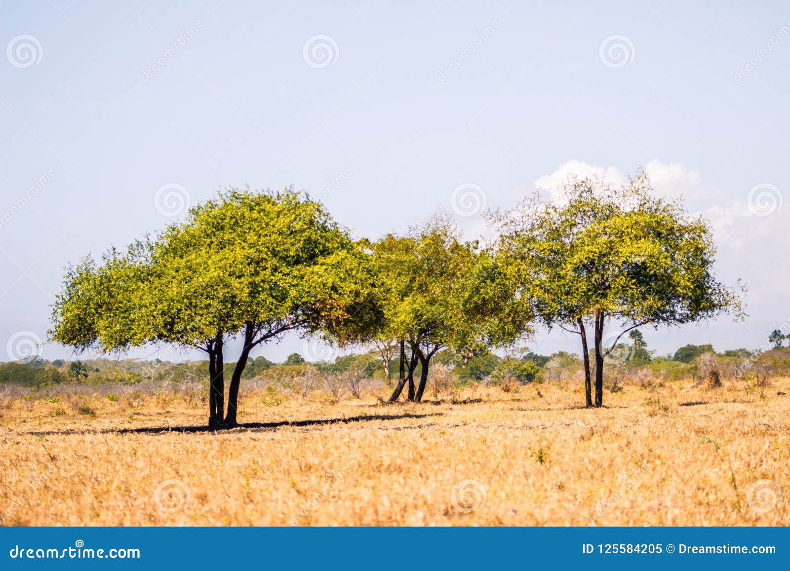 Three Little Trees stock image. Image of landscape, hour - 125584205