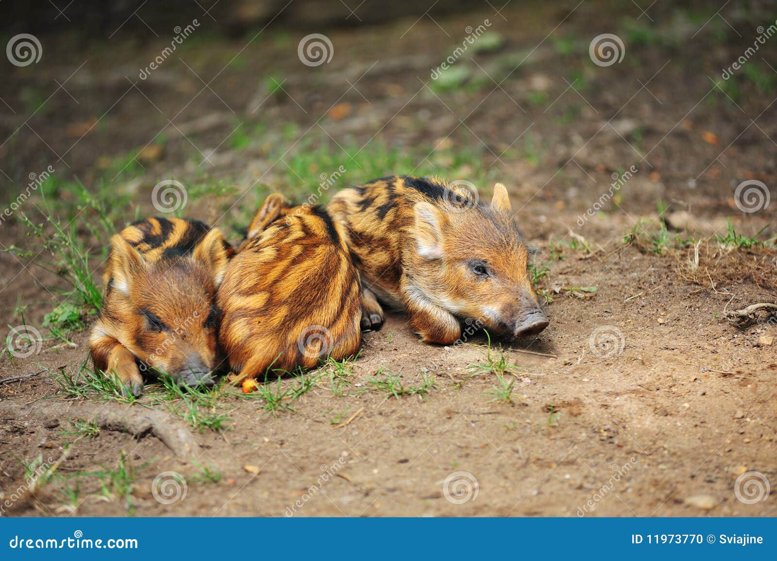 Three Little Wild Boar Piglets Stock Photo - Image of forest, road ...