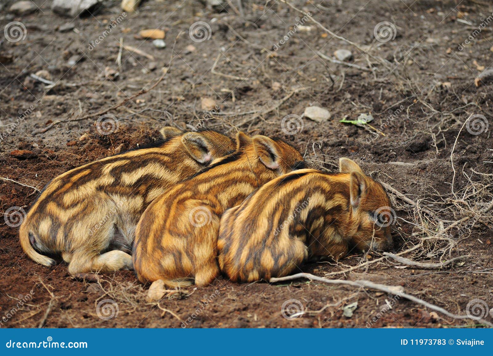 Three Little Wild Boar Piglets Stock Image - Image of forest, piglets ...