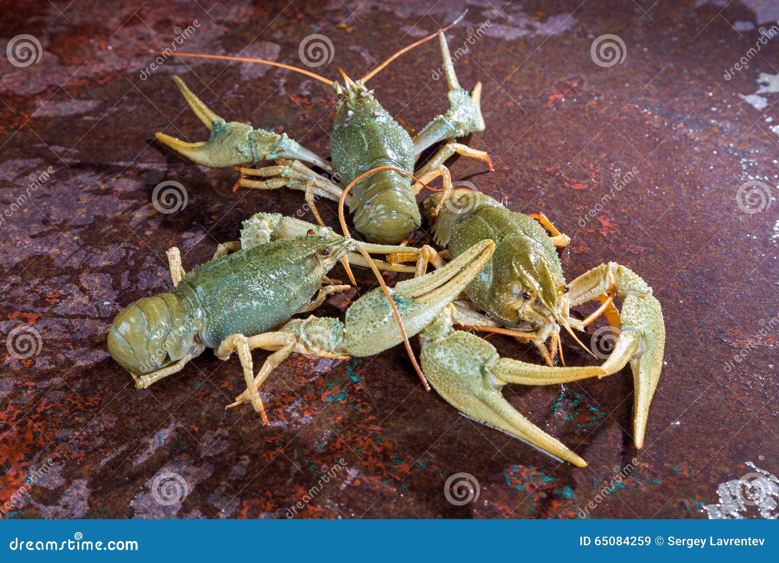 Three live crayfish stock image. Image of live, three - 65084259