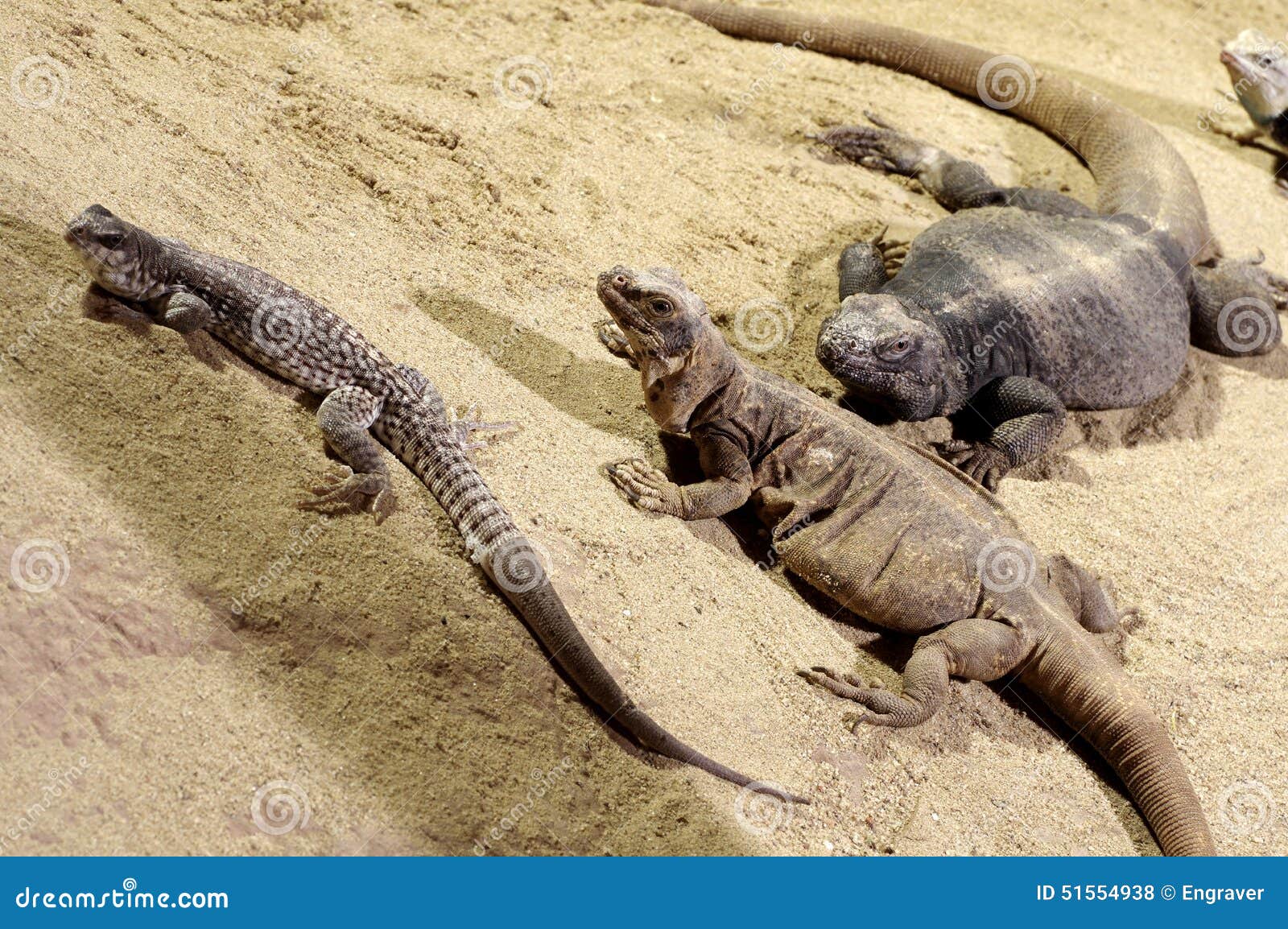 Three lizards on sand stock photo. Image of vertebrate - 51554938