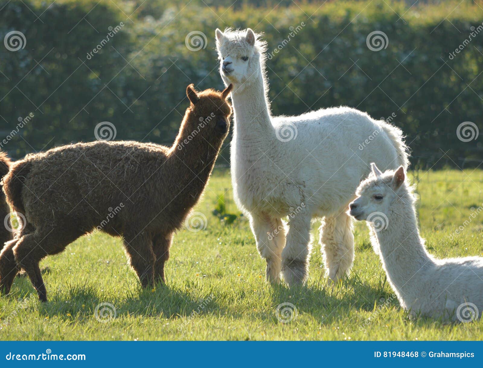 Three Llamas stock photo. Image of rural, lama, alpaca - 81948468