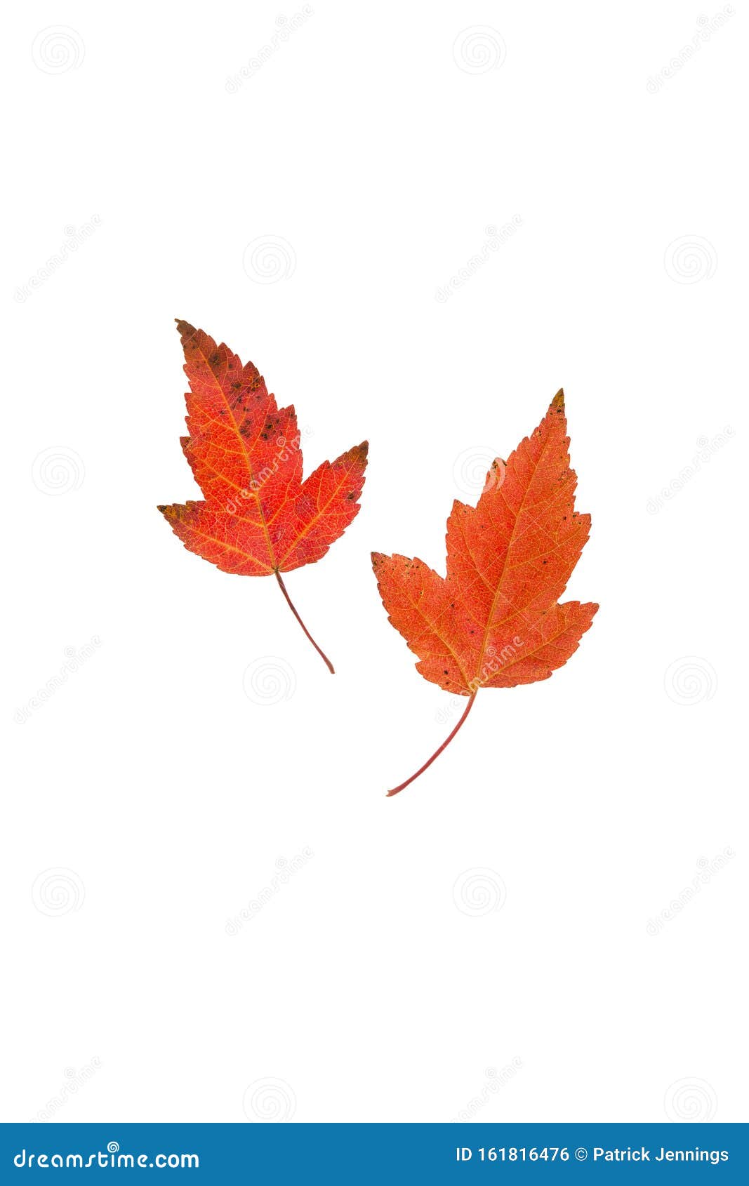 Three-Lobed Red Maple Leaves on White Background. Stock Photo - Image ...