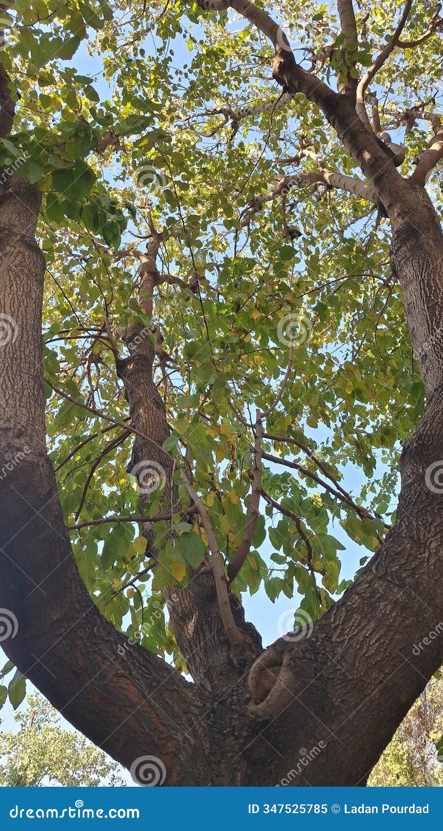 Three Long Branches of a Middle-aged Tree with a Mass of Green Leaves ...