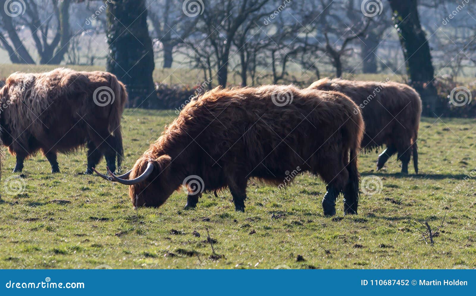 Three Brown Cattle stock photo. Image of lancashire - 110687452