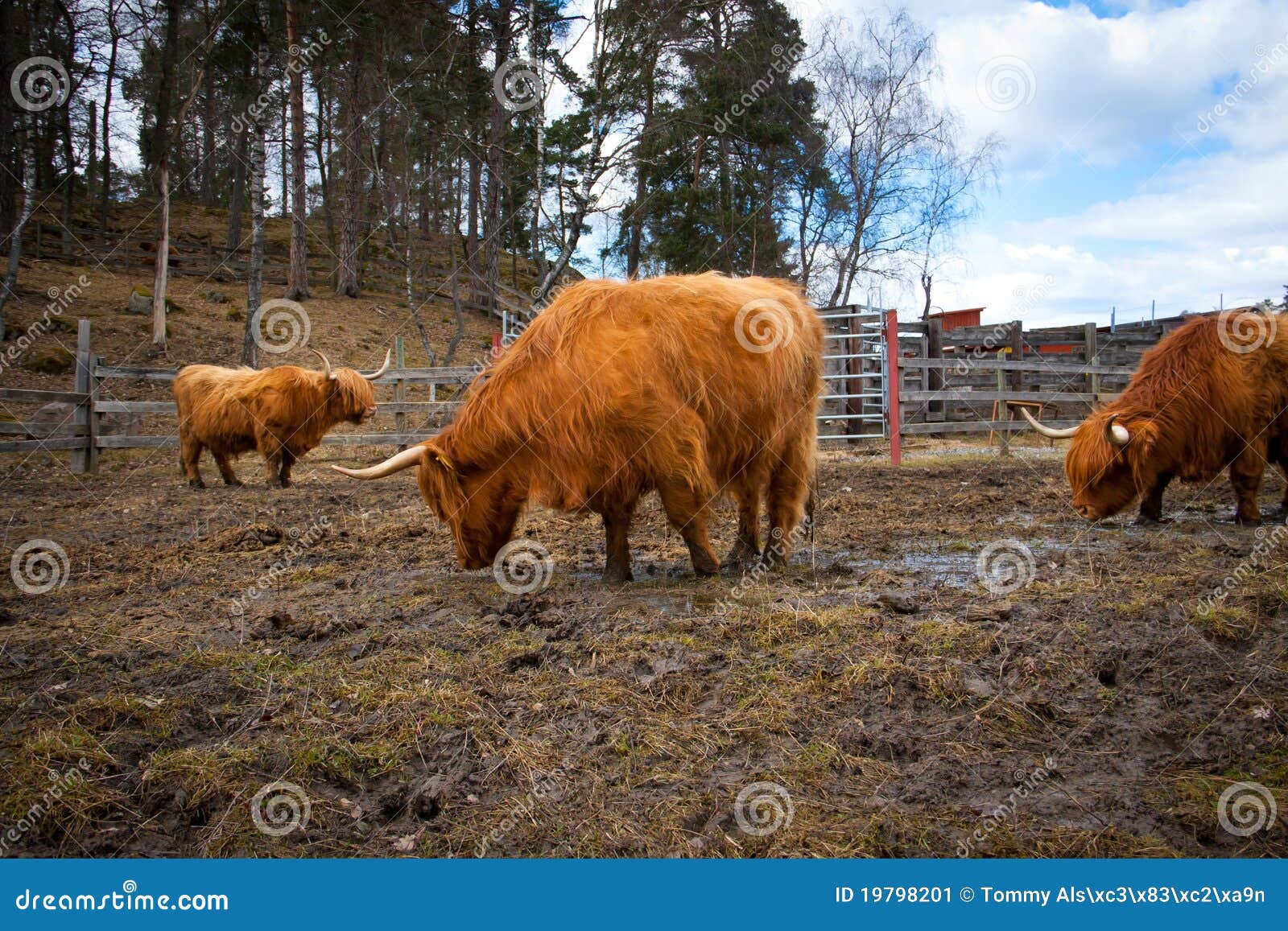 Three long horned cow stock image. Image of farming, country - 19798201