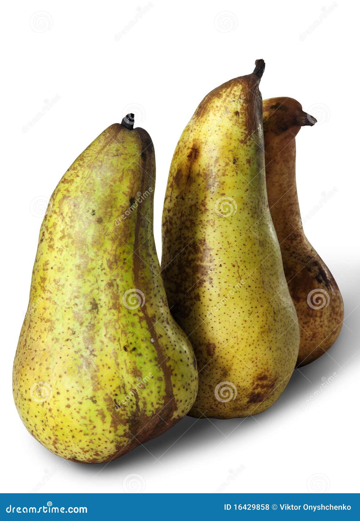 Three long pears stock photo. Image of background, vertical - 16429858
