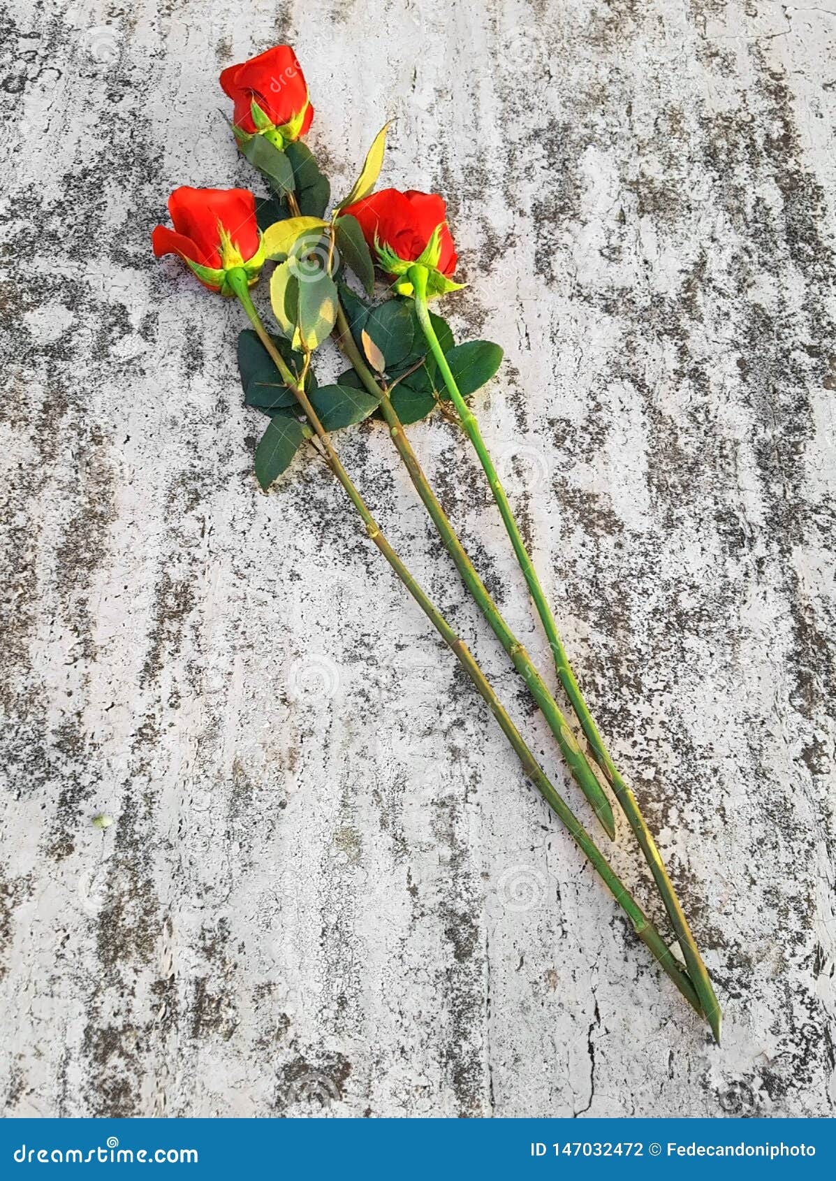 Three long red roses stock photo. Image of three, passion - 147032472