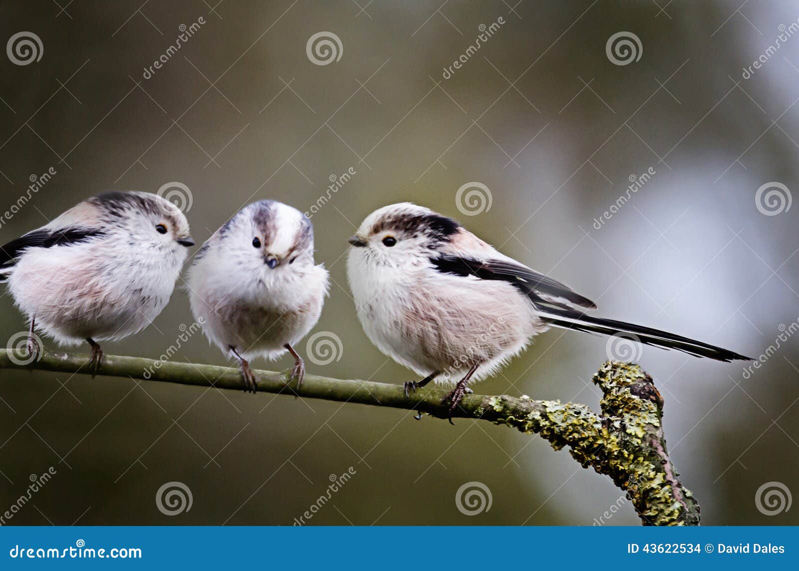Three Long-tailed tits stock photo. Image of group, europe - 43622534