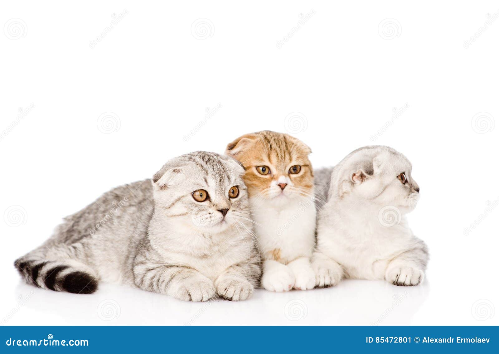 Three Lop-eared Scottish Cats Lying Together. Isolated on White Stock ...