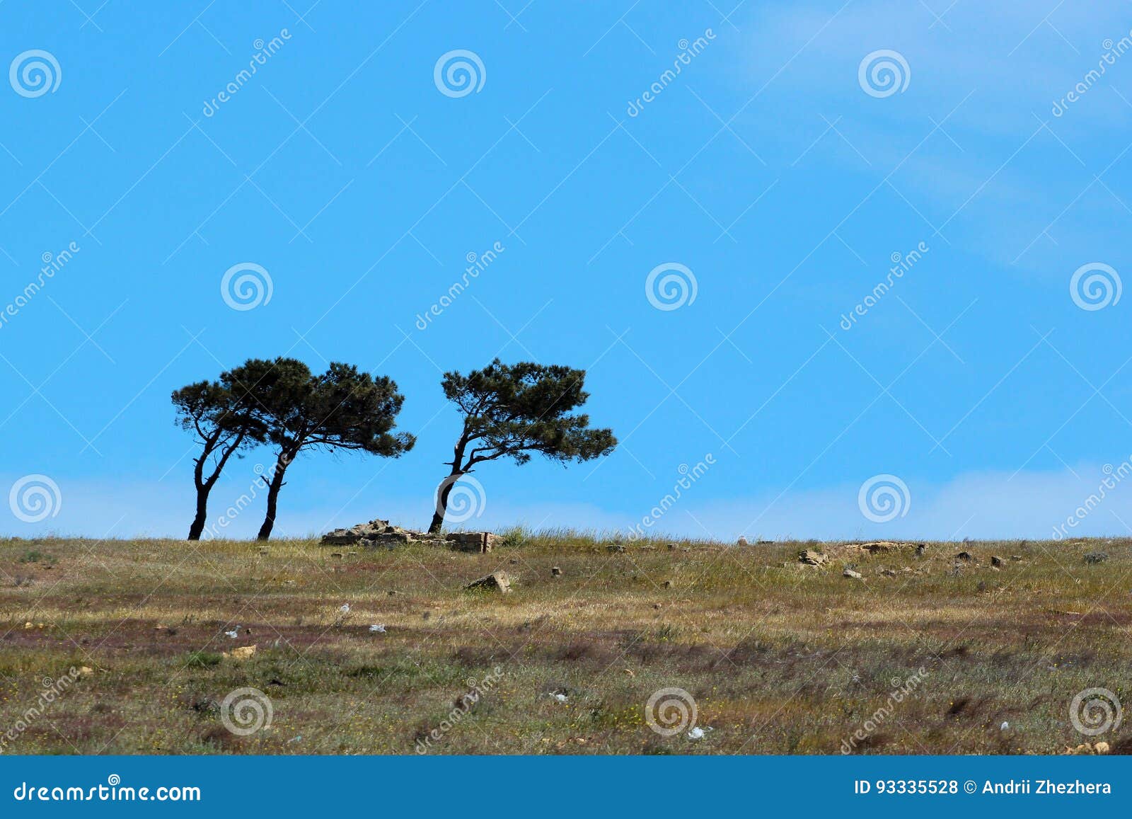 Three Lopsided Pine Trees on Blue Sky Background Stock Photo - Image of ...