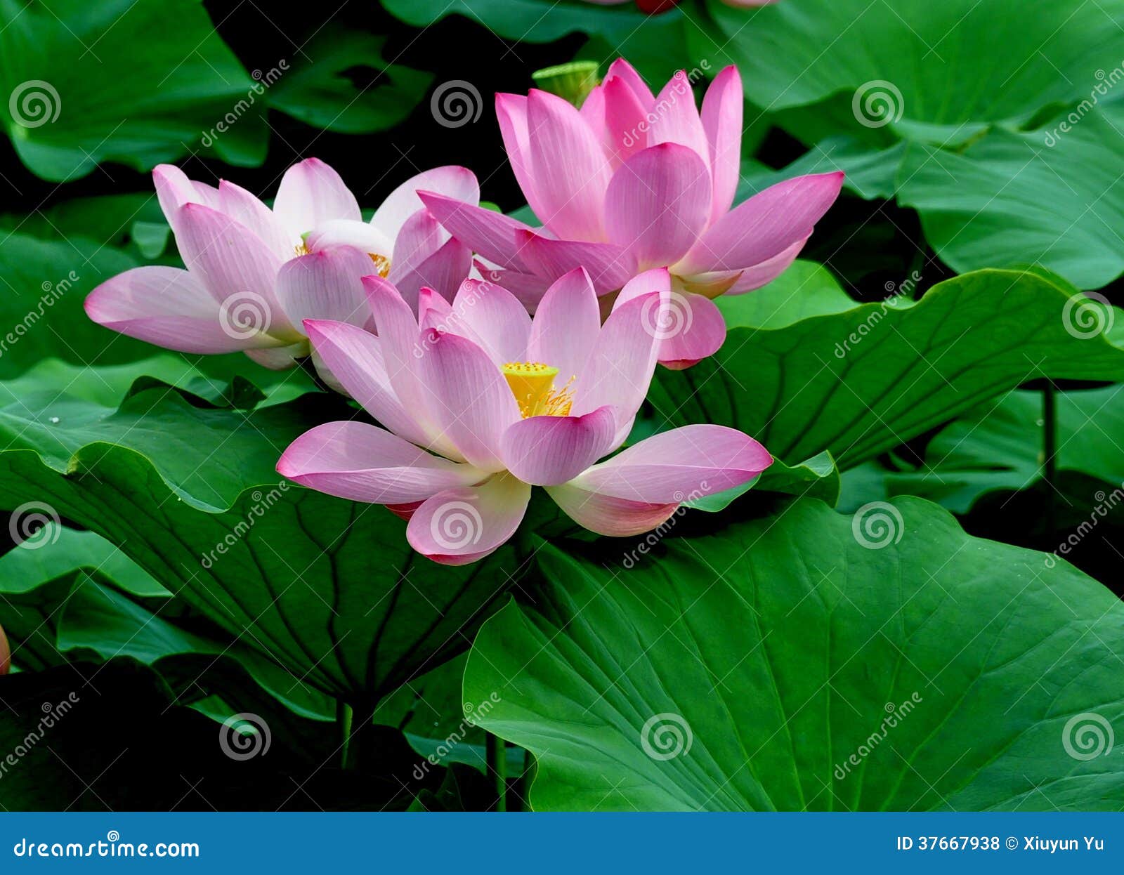 Lotus Flowers Royalty-Free Stock Photography | CartoonDealer.com #289259