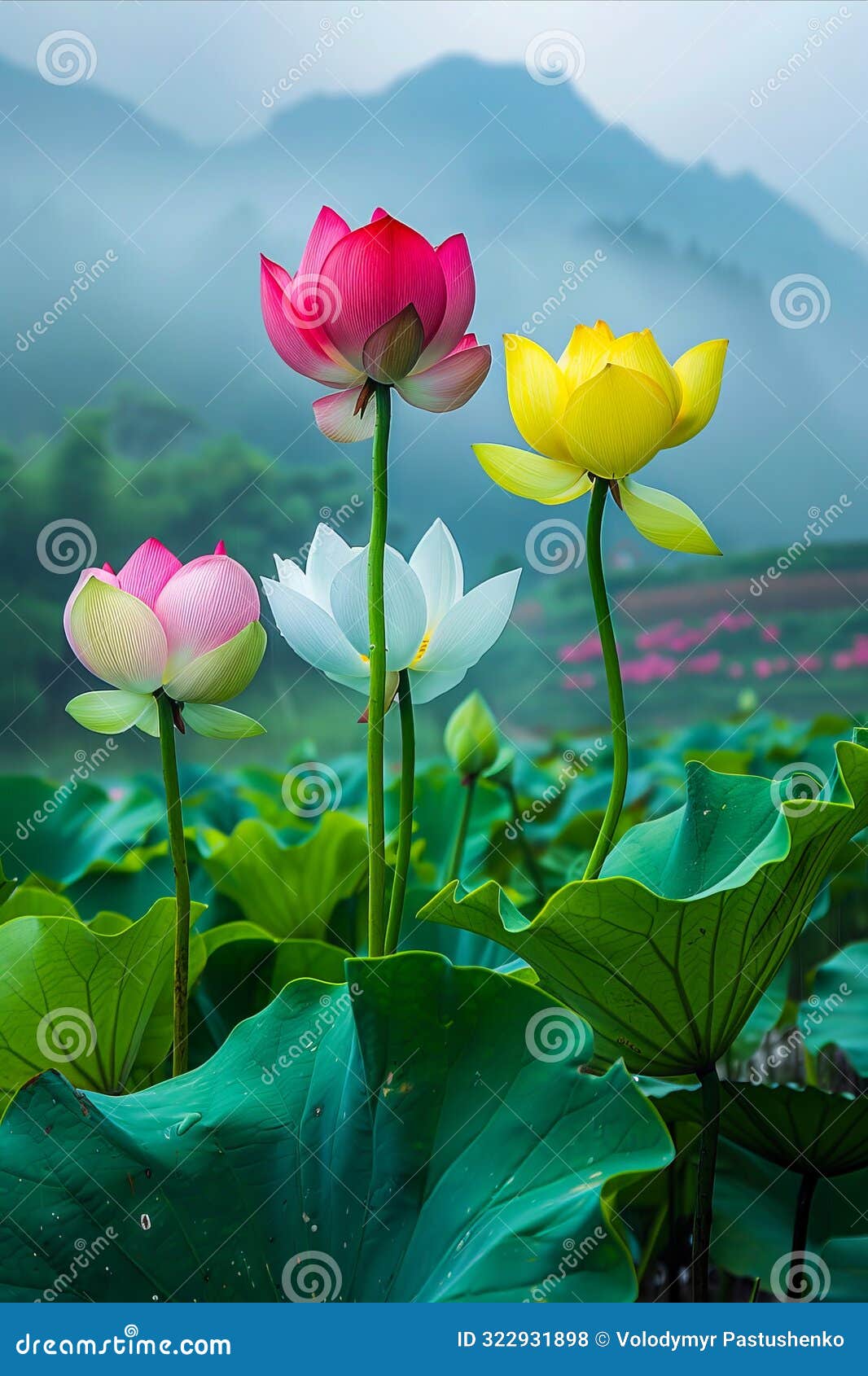 Three Lotus Flowers in the Middle of a Field Stock Photo - Image of ...