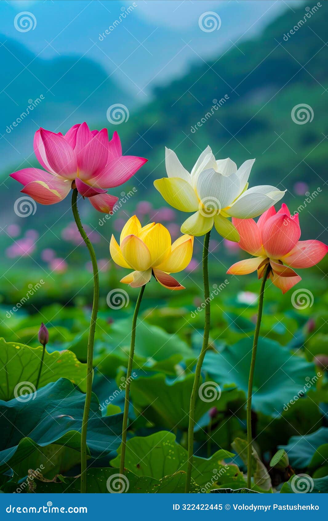 Three Lotus Flowers are Standing in a Field Stock Image - Image of ...