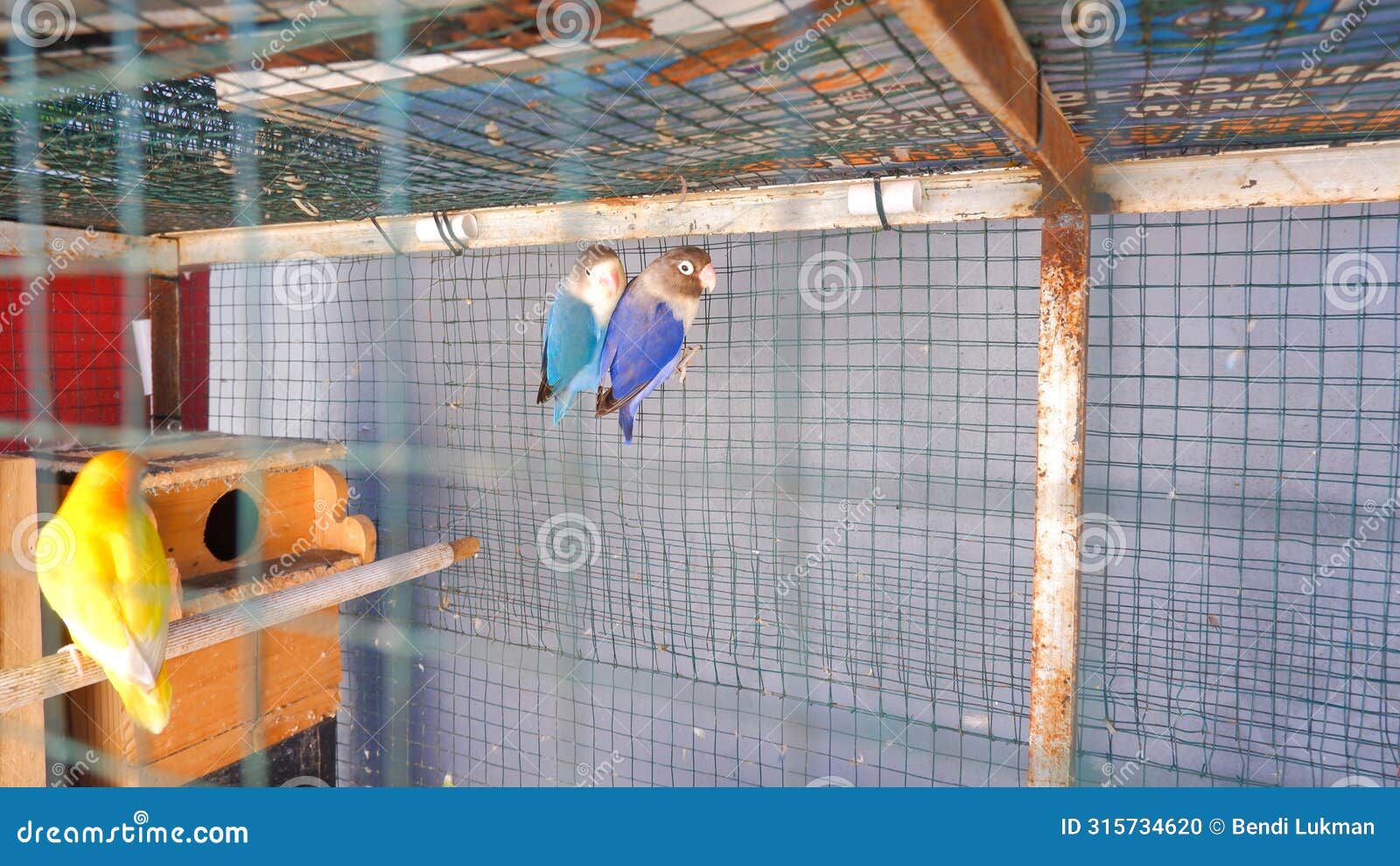 Three Love Birds in a Cage stock photo. Image of romantic - 315734620
